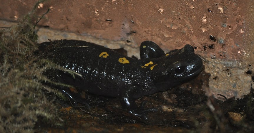 ZOOTOGRAFIANDO (6.096 ANIMALS): SALAMANDRA NORTEAFRICANA / NORTH ...