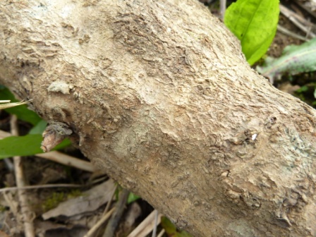 Herbaid: Harvesting Cramp Bark (Viburnum opulus)
