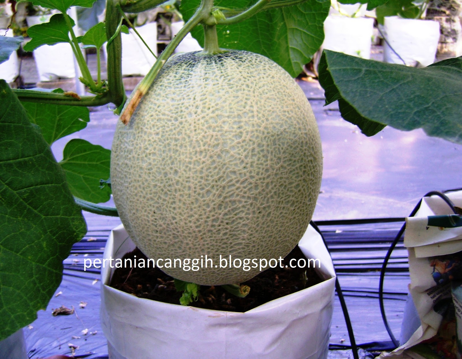 PERTANIAN.....: Melon
