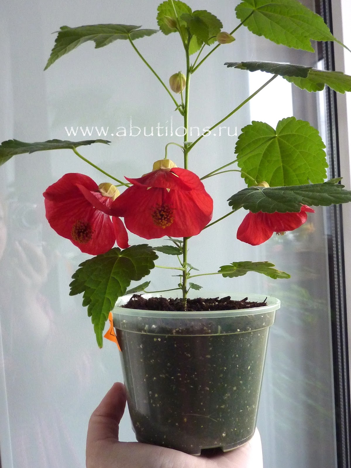 Abutilon: Cross-pollination, breeding, propagation