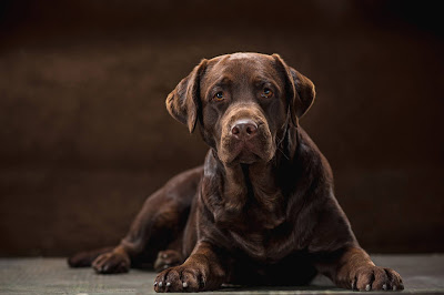 Top 5 Dinge, die Sie vor dem Kauf eines Labrador Retriever Welpen ...
