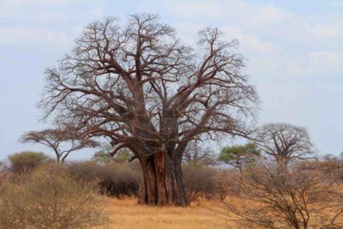 Trees Planet: Adansonia digitata - Baobab