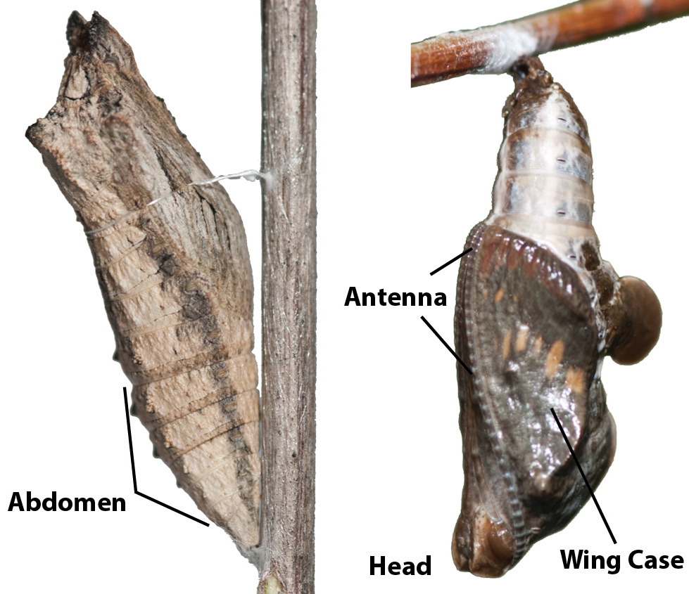 Northwest Butterflies: Anatomy & Wing Terminology
