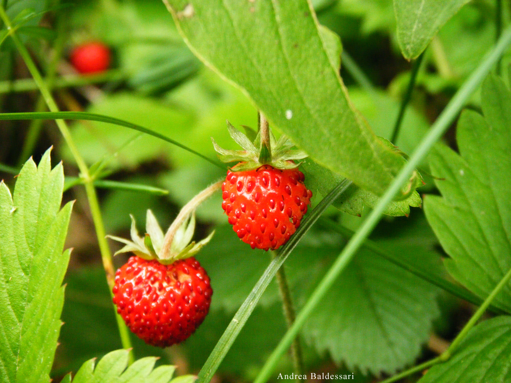 Le avventure della mia fantasia: I frutti di bosco: more, fragoline ...