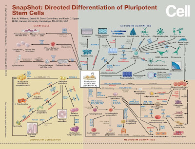 Neuromics: Stem Cell Differentiation Flow Charts