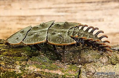 Life's Indulgences: A Rescued Trilobite Beetle