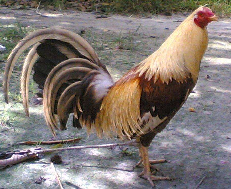 WEBSITE PENGHOBI AYAM: Ayam Lokal Indonesia