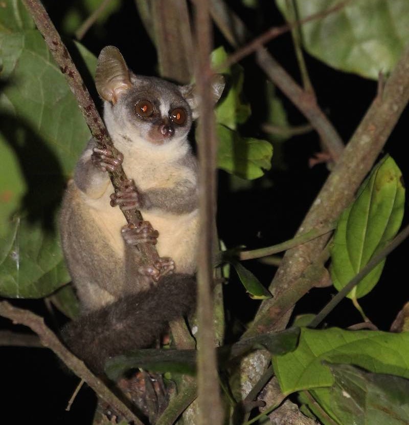 Species New to Science: [Mammalogy • 2017] Galagoides kumbirensis • A ...