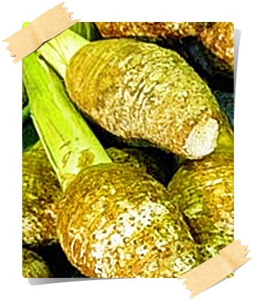 Jenis Tanaman Talas Bernilai Ekonomis Tinggi. | SeputarPertanian.Com