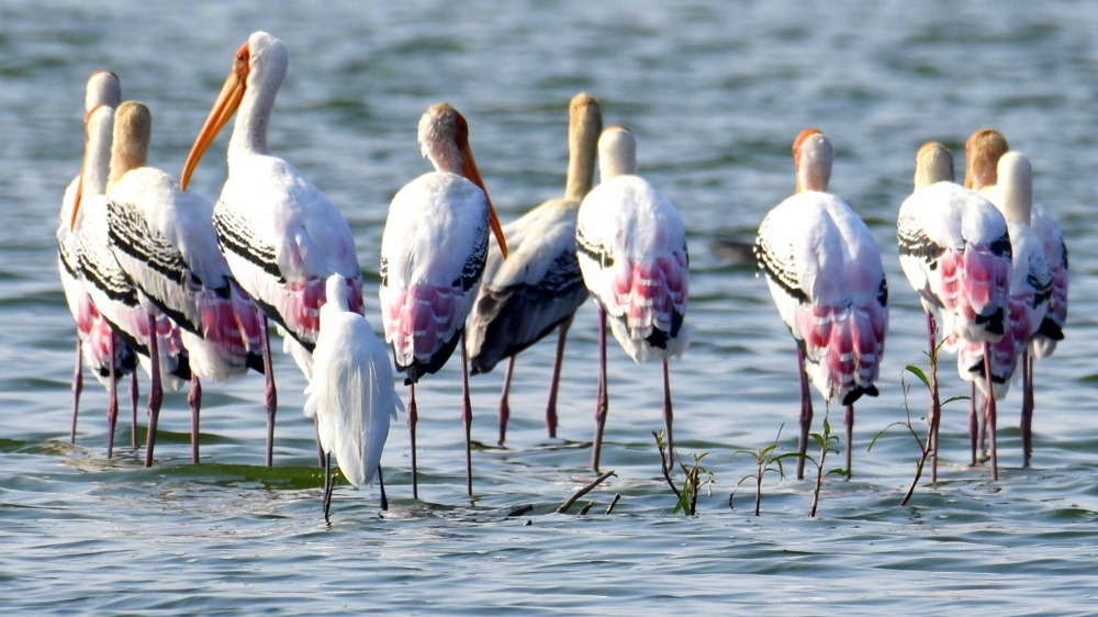 Kolleru Lake Bird sanctuary,Andhra pradesh,India ~ AMARAVATI TOURISM