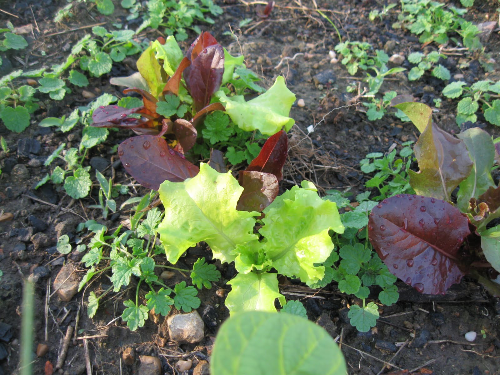 Kentucky Fried Garden: Fall Lettuces Self Seeded and Wild Onions