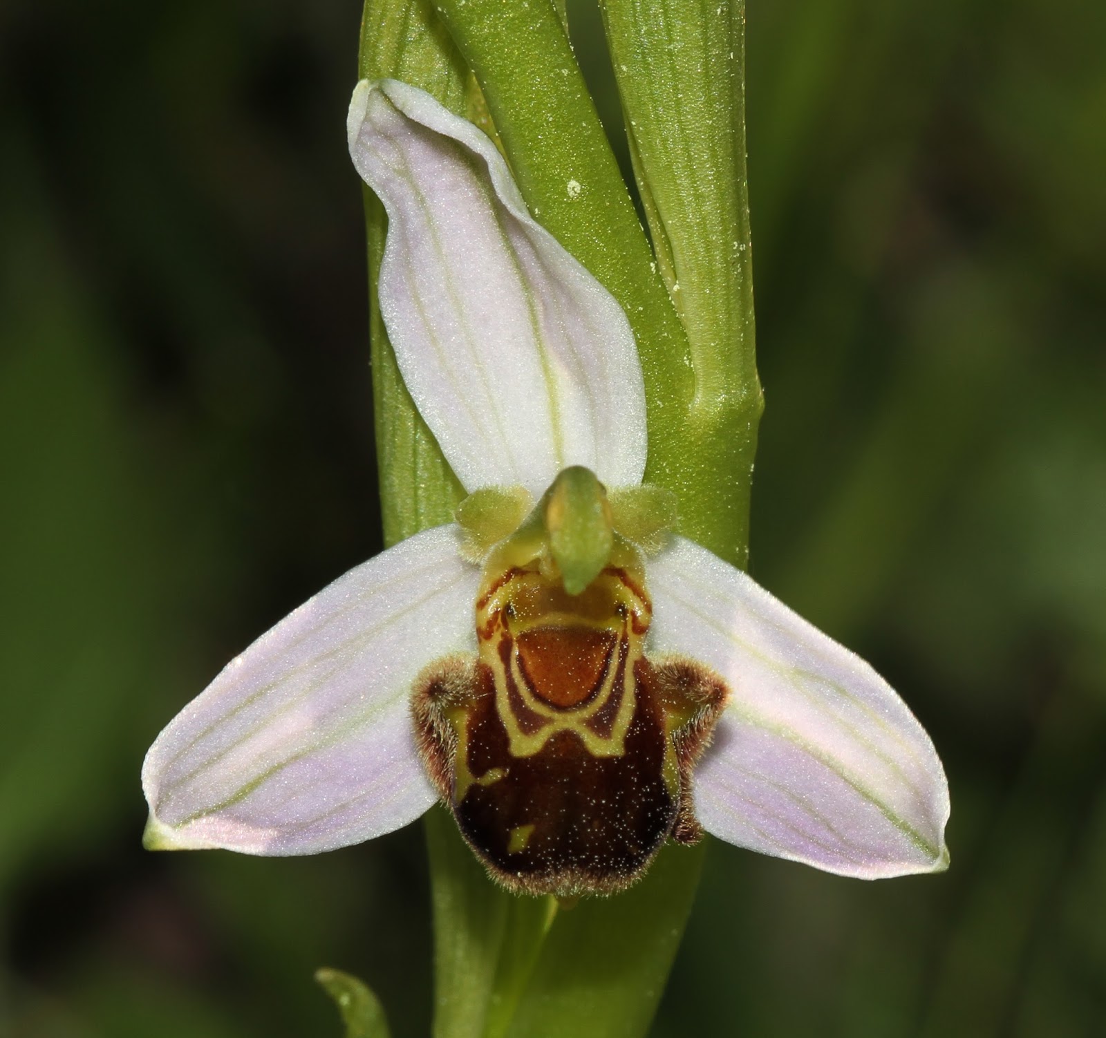 anderyomismo: Orquídeas - Genero Ophrys