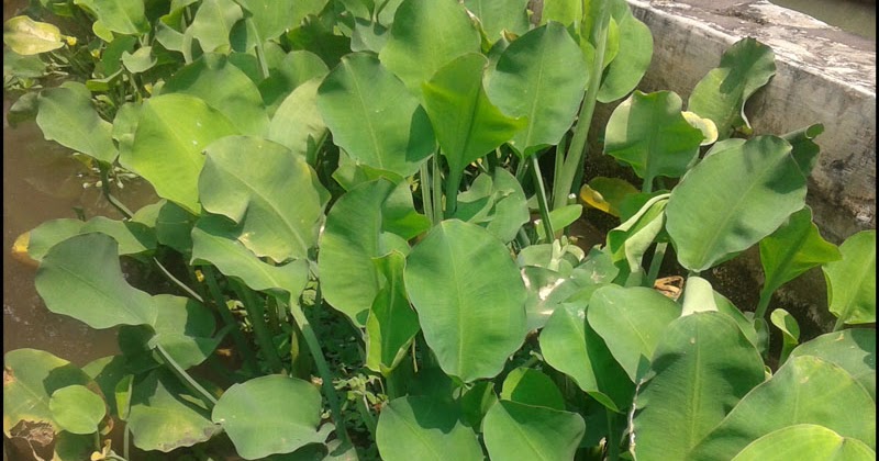 GENJER (Limnocharis flava L) Gulma yang bermanfaat - Sampul Pertanian