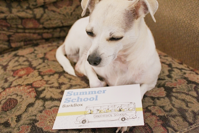 Happy's First BarkBox for his Birthday! :D — HAPPYHAZEL