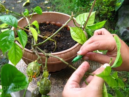 Practical Gardening: Air Layering Marcots in Crowded Branches (Nong ...