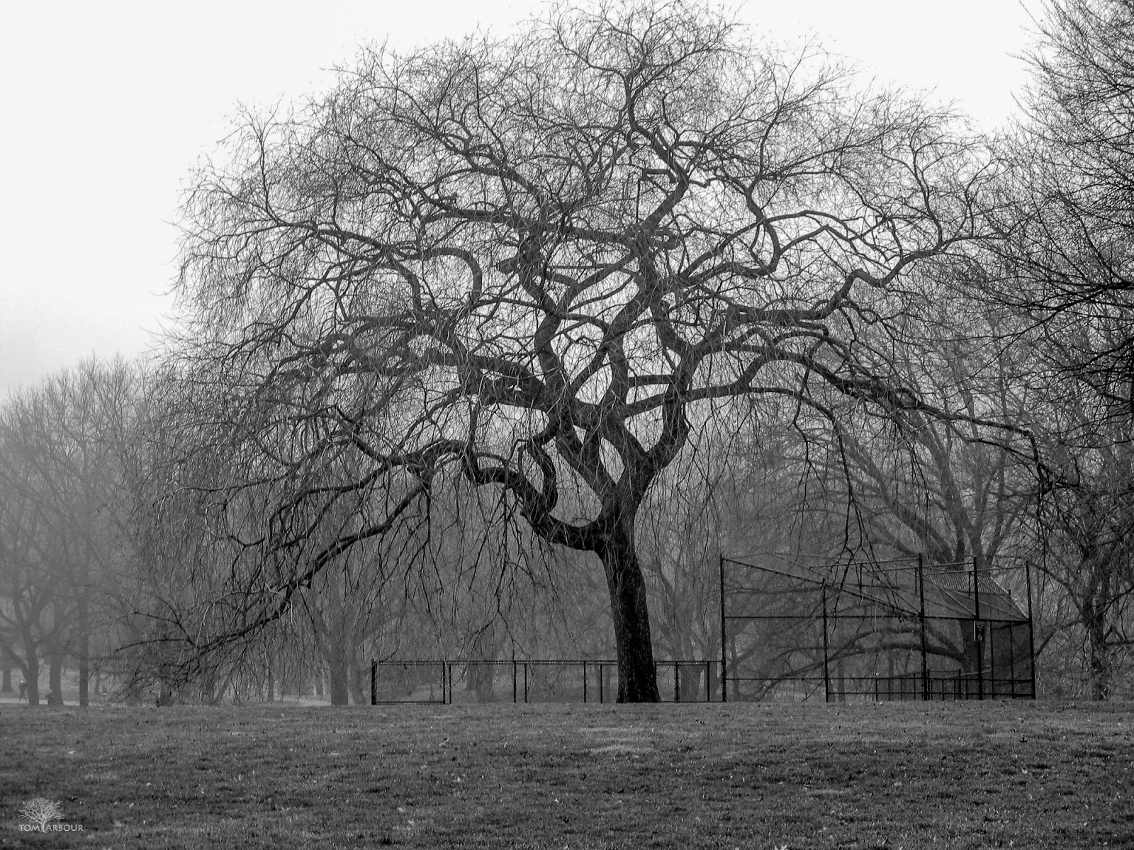 Tom Arbour Photography: The Medusa Tree