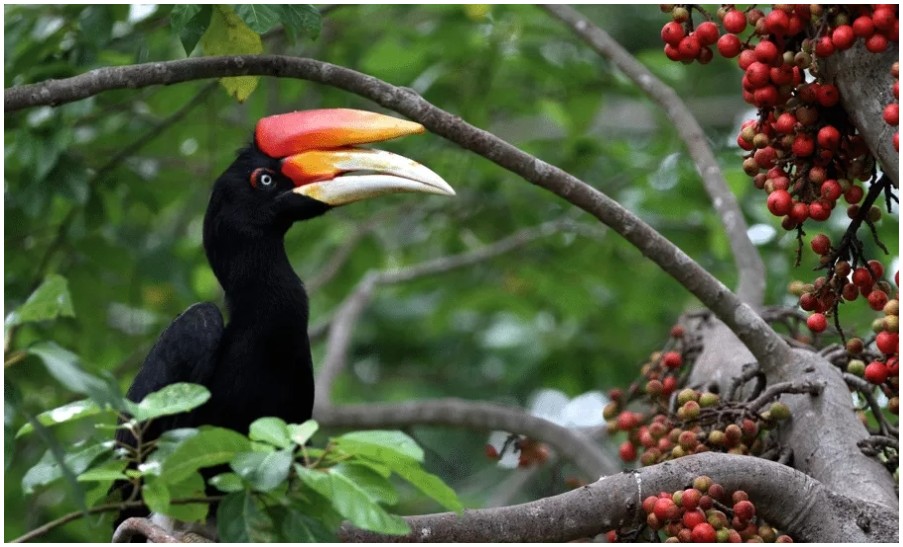 Daerah Persebaran dan Makanan Burung Rangkong - Hobiku23