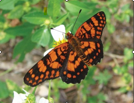 Puerto Rico, Isla Bella !!!: Mariposa Atlantea Tulita