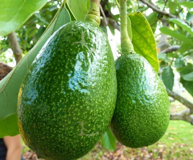 Avocado, the new fruit tree of the Albanian gardens