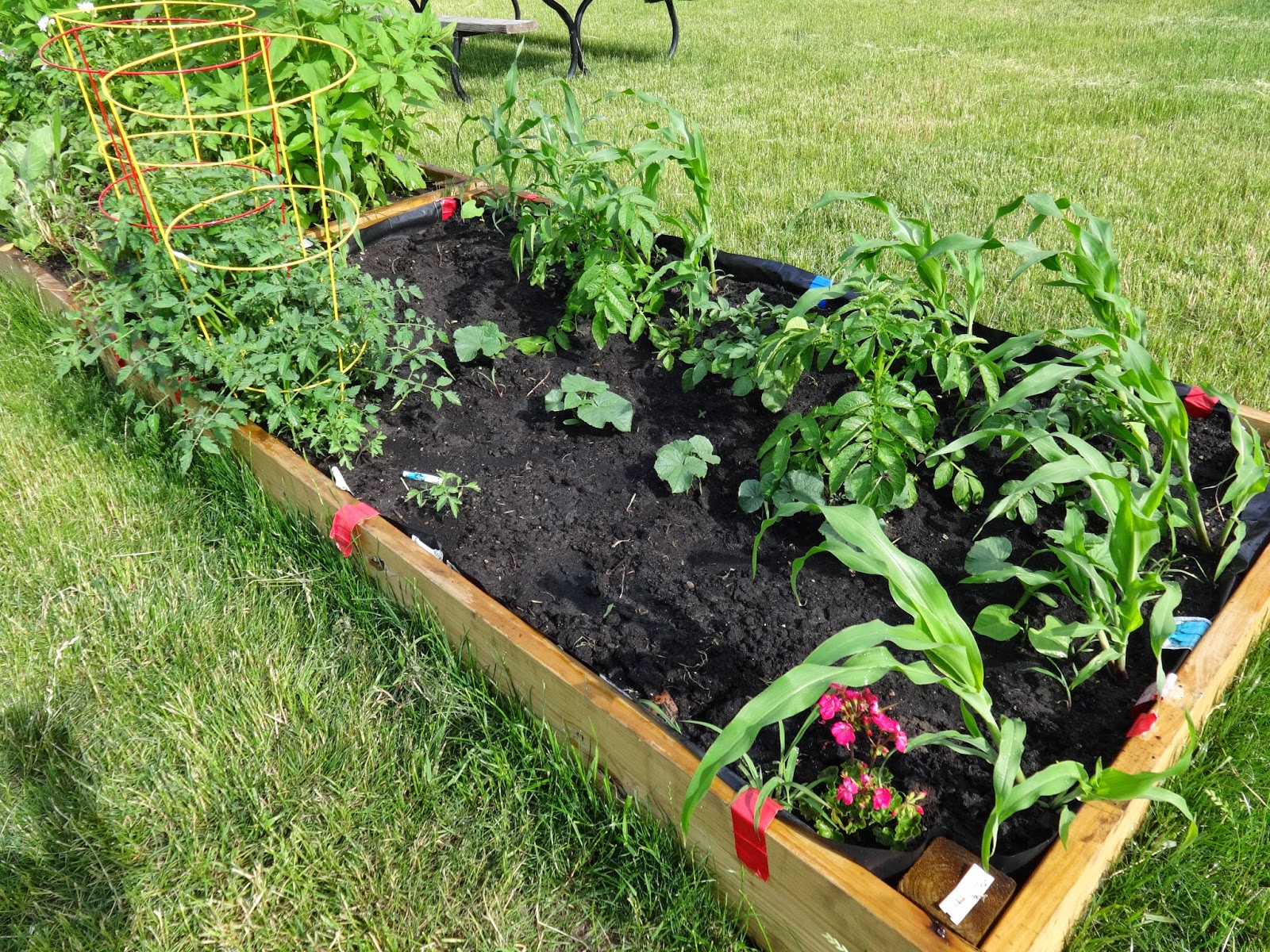 The Perennial Agriculturalist: intercropping