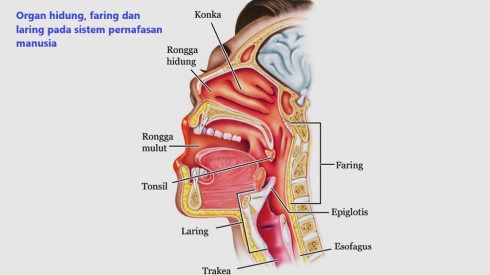 Sistem pernafasan manusia dan fungsinya