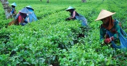 Cara Pembibitan Tanaman Teh Menggunakan Polybag | Pertanian & Perkebunan