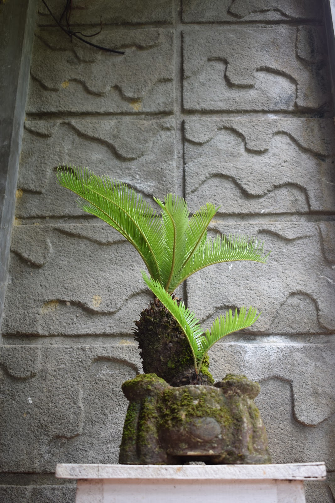 BONSAI ART AND HOME GARDENING