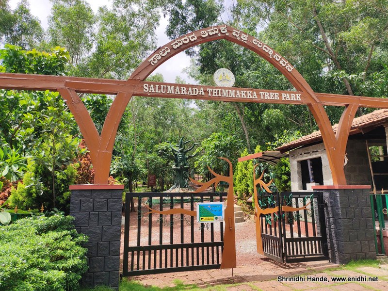 Salumarada Thimmakka Tree Park near Manipal: Photos and complete info ...