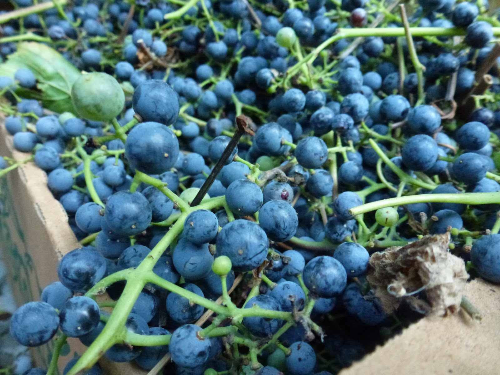 Little City Farm: Local superfood spotlight: Wild Grapes