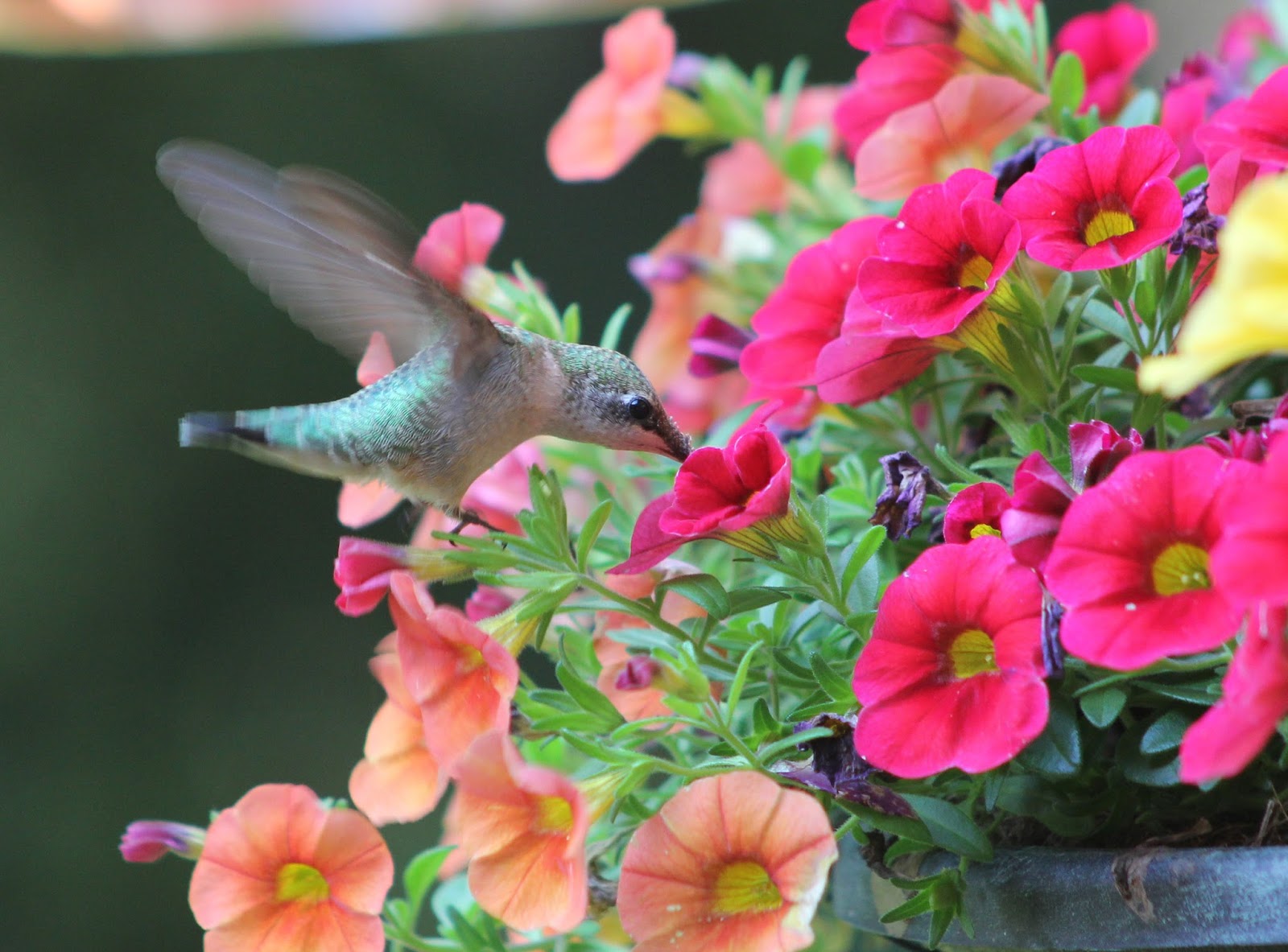 Ijams Journal: Wonder of Hummingbirds Festival set for Saturday, August 24
