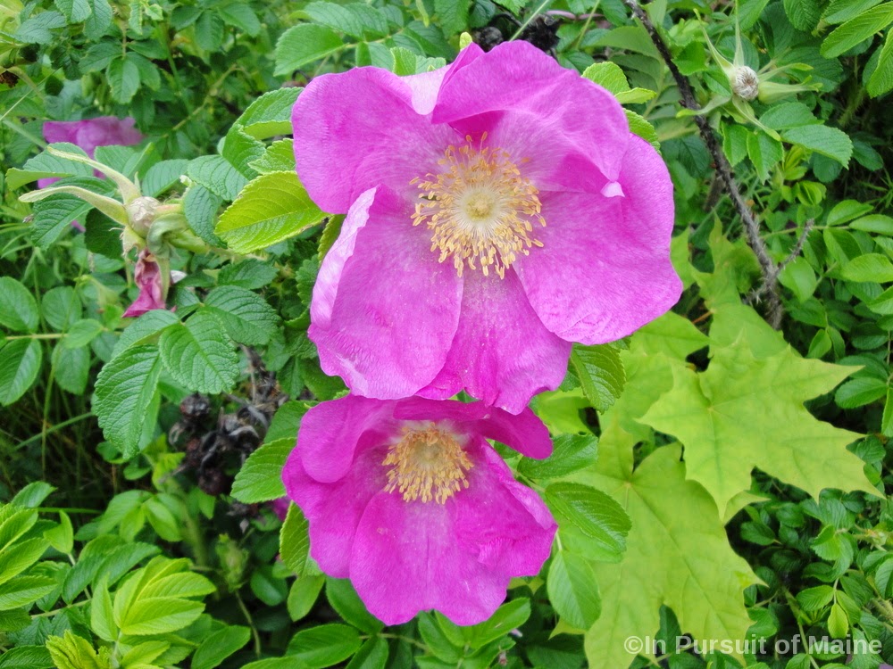 In Pursuit Of Maine: June 14, 2014 - Beach Rose