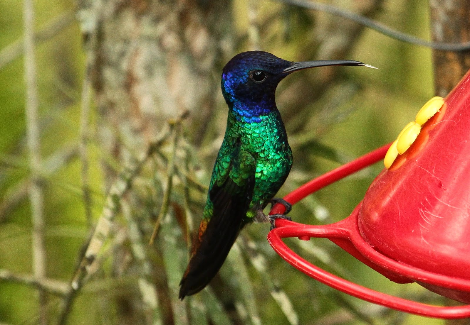 Nuestro bello mundo...: Hummingbirds, Colibris, Pictures taken at ...
