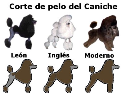 Cortes french poodle - Imagui