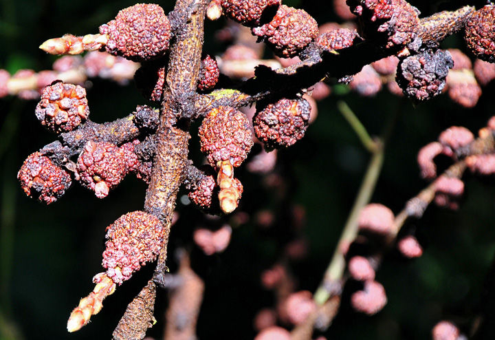 Flora dan Fauna Sulawesi Utara - THE COLOUR OF INDONESIA