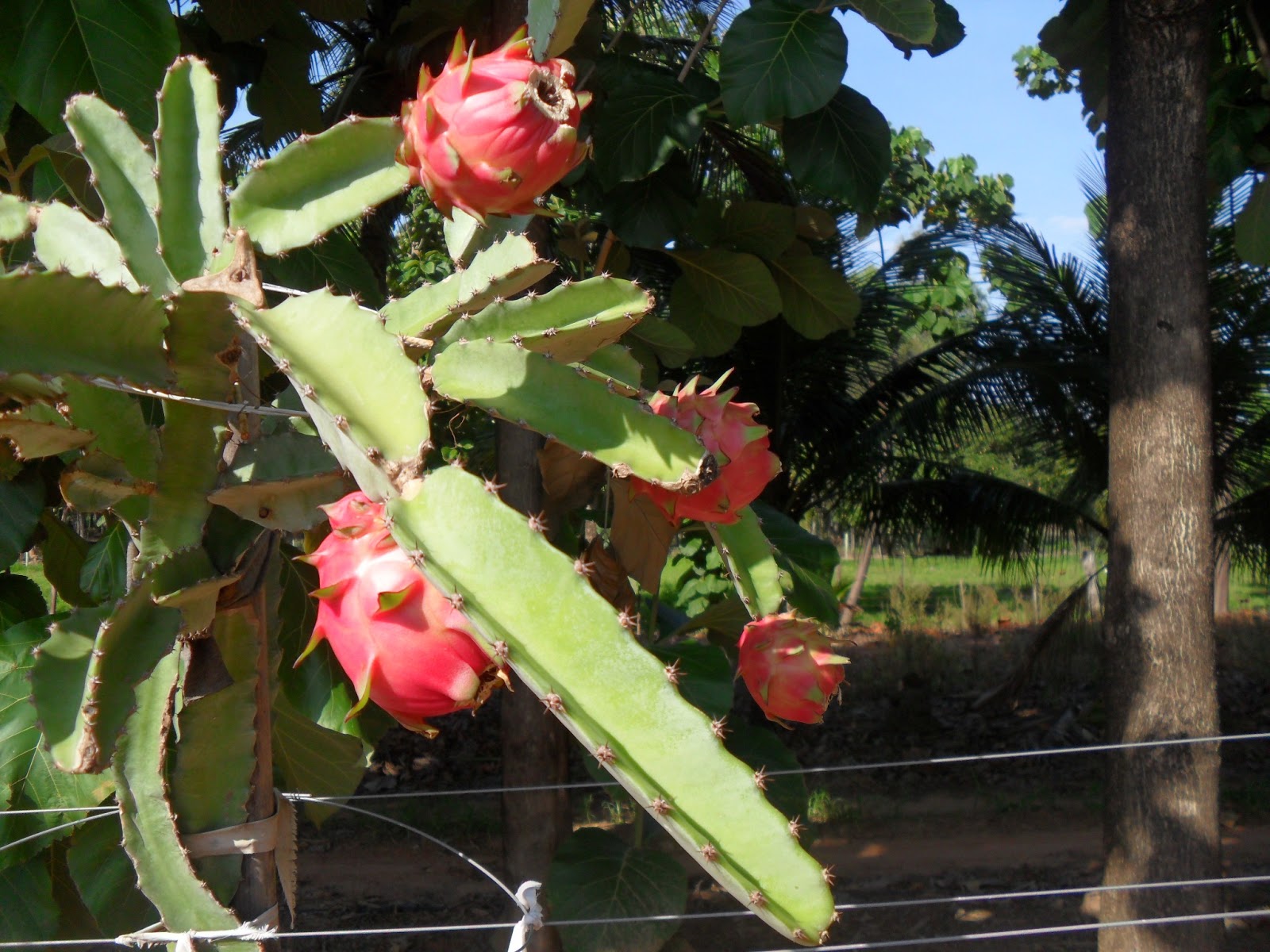 pitaias - mudas e frutos