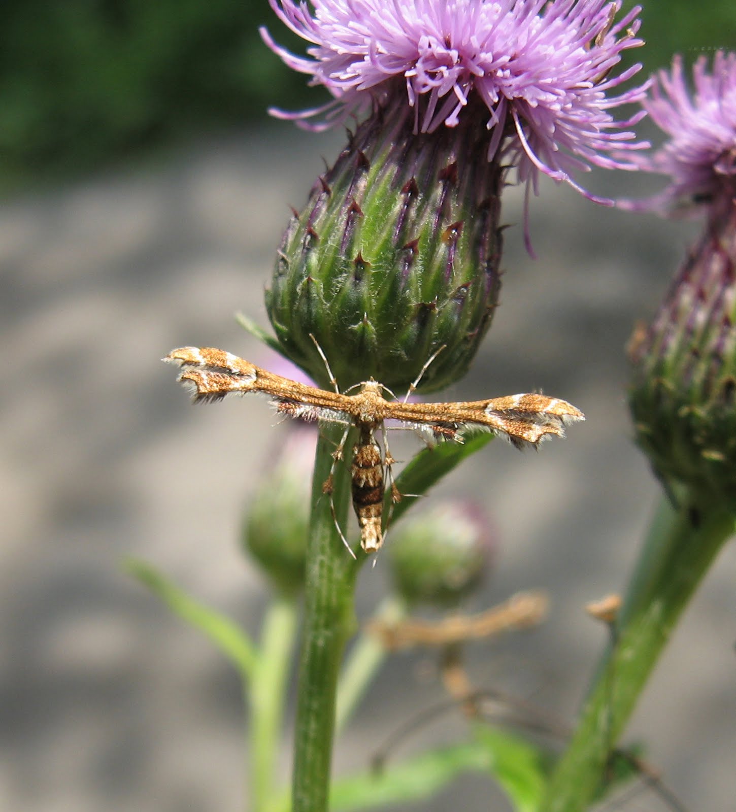 Tangled Web: An Eclipse of Moths