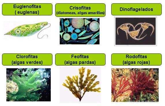 Reinos De La Naturaleza: REINO PROTISTA