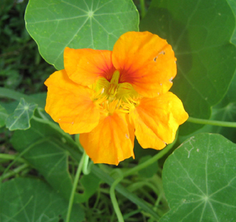 Les fleurs comestibles et les plantes aromatiques de votre jardin : La ...