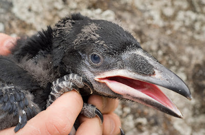 The Cardiff Bird Ringers: Great Odin's ravens!