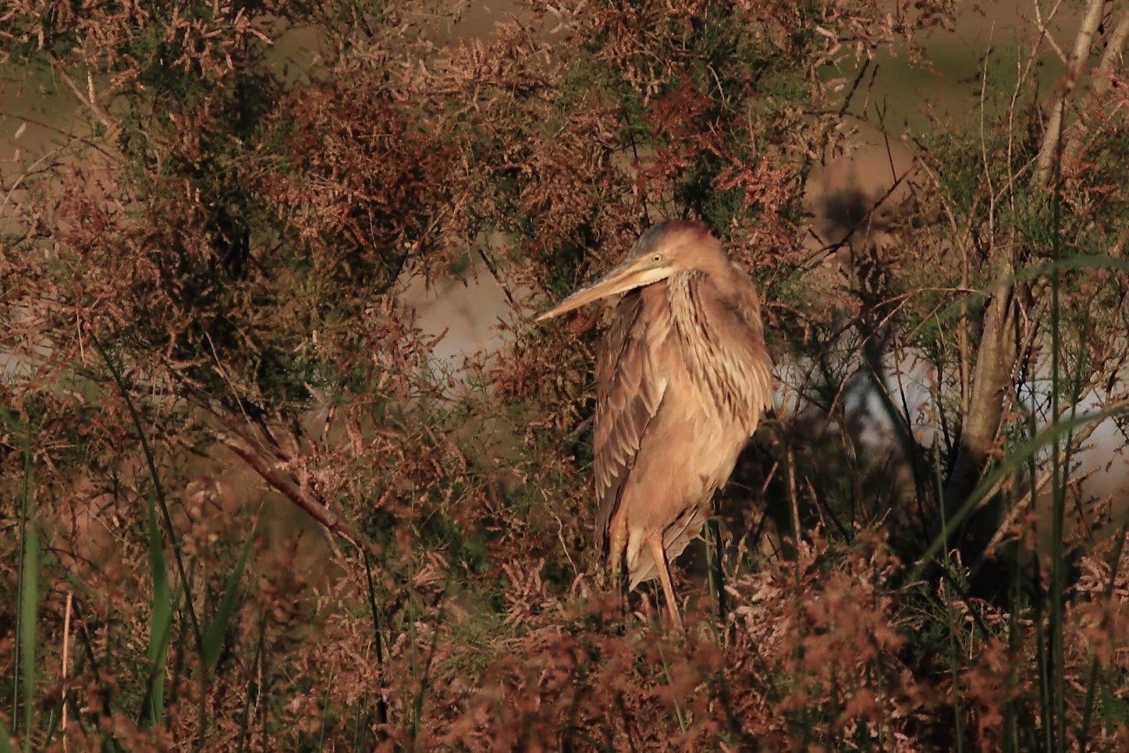 Fotografía y Naturaleza en Doñana: Garza imperial (Ardea purpurea)
