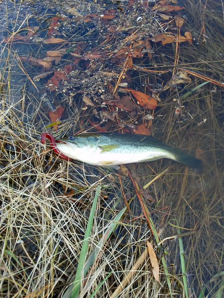 Palmetto Fly N' Fish: Water Up, The Angler Is Revealed