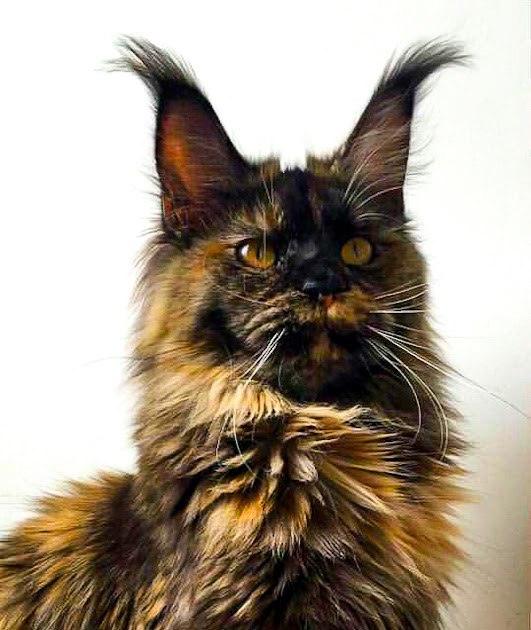 Maine Coon Tortoiseshell