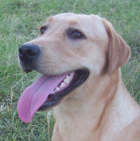 Most Beautiful Mixed Breed Dogs: Top 7 Yellow Labrador Retriever