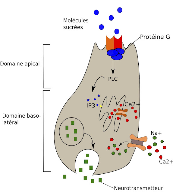 Le goût du savoir !: Let's goût