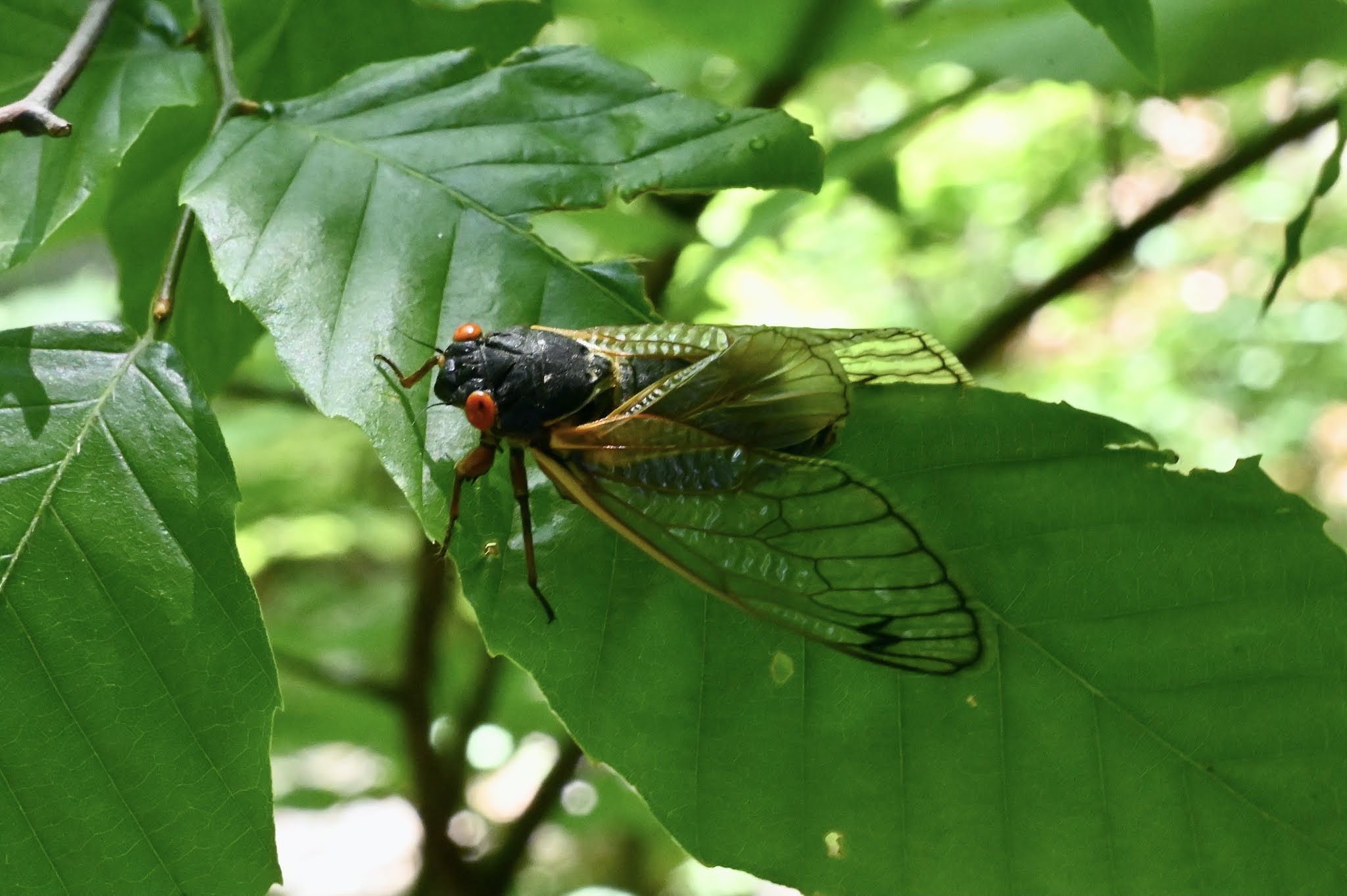 Urban Wildlife Guide: Meet Brood X