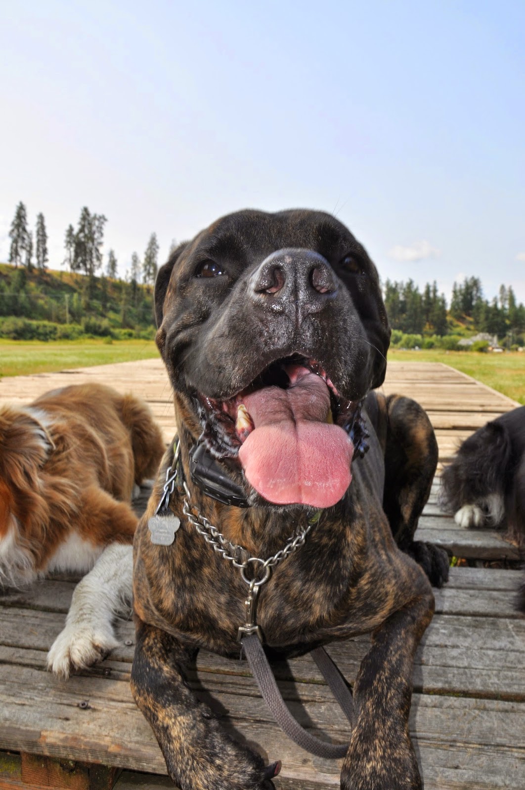 Excel Your Dogs Training: Jenny