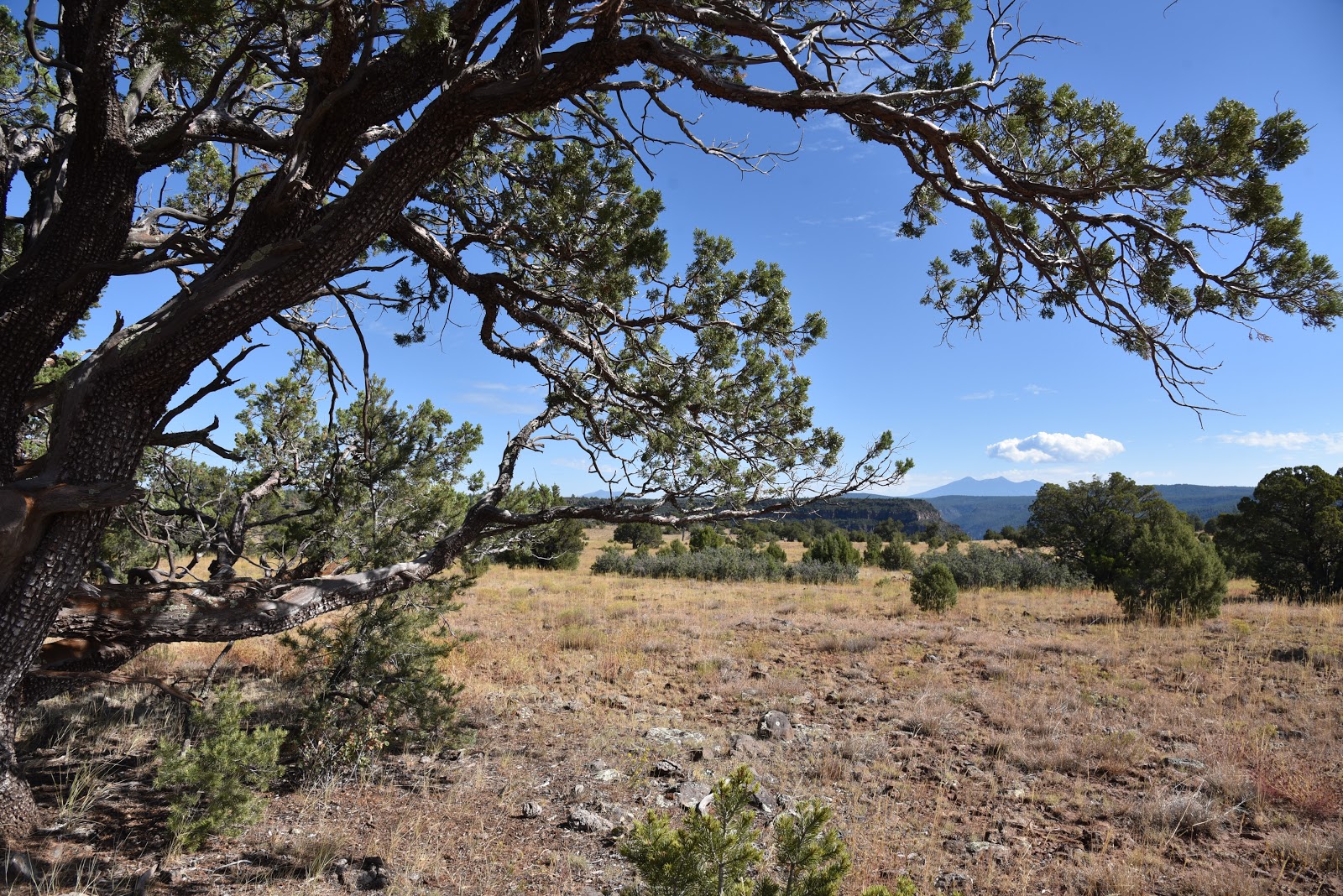 Arizona Hiking: SYCAMORE POINT TRAIL