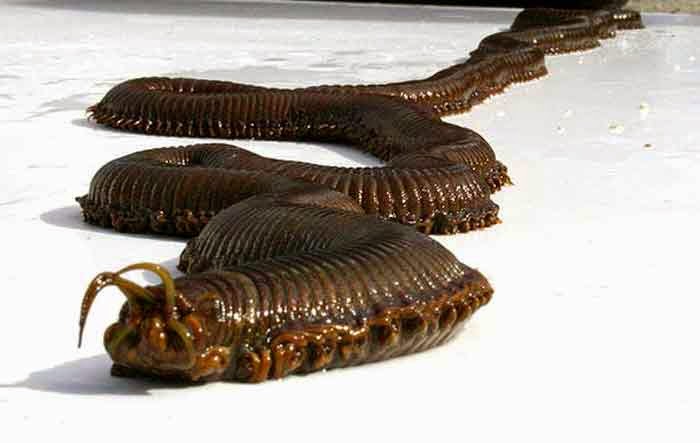 EPIC Creature of the Month!: Bobbit Worm