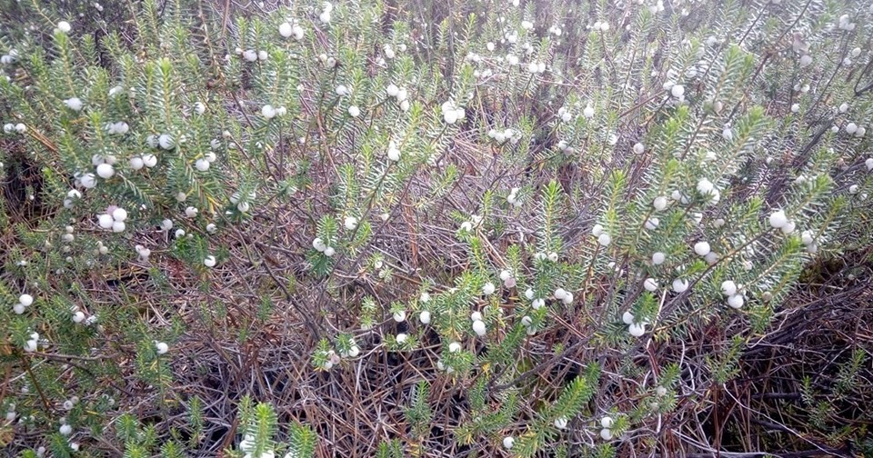 As cusquices de Esmoriz: Camarinhas, uma das atracções do Parque do ...