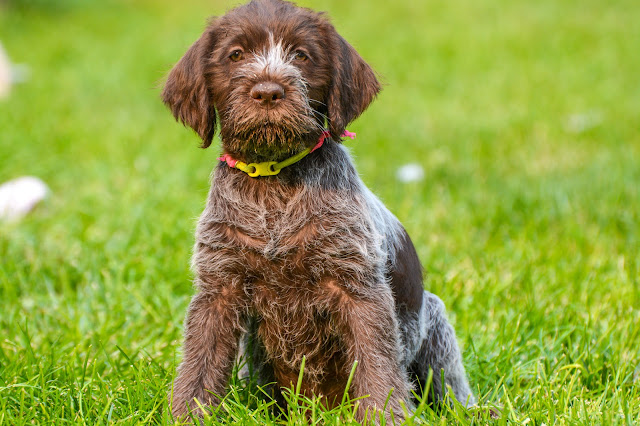 Idaho Outback Wirehaired Pointing Griffon Puppies!